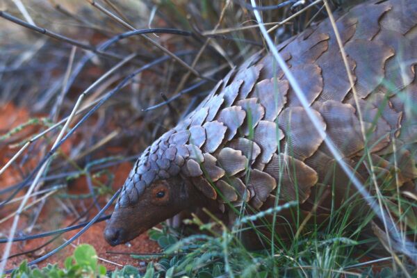 How to See Pangolins on Safari | Ujuzi African Travel