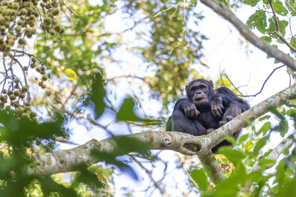 Nyungwe National Park: Our 5 Top Things to Do | Ujuzi African Travel