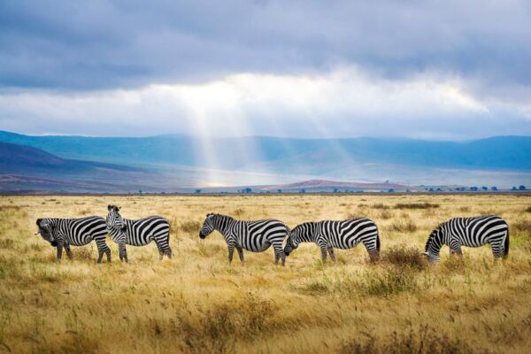 What is a Game Drive? Plus Things to Know Before You Go | Ujuzi African ...